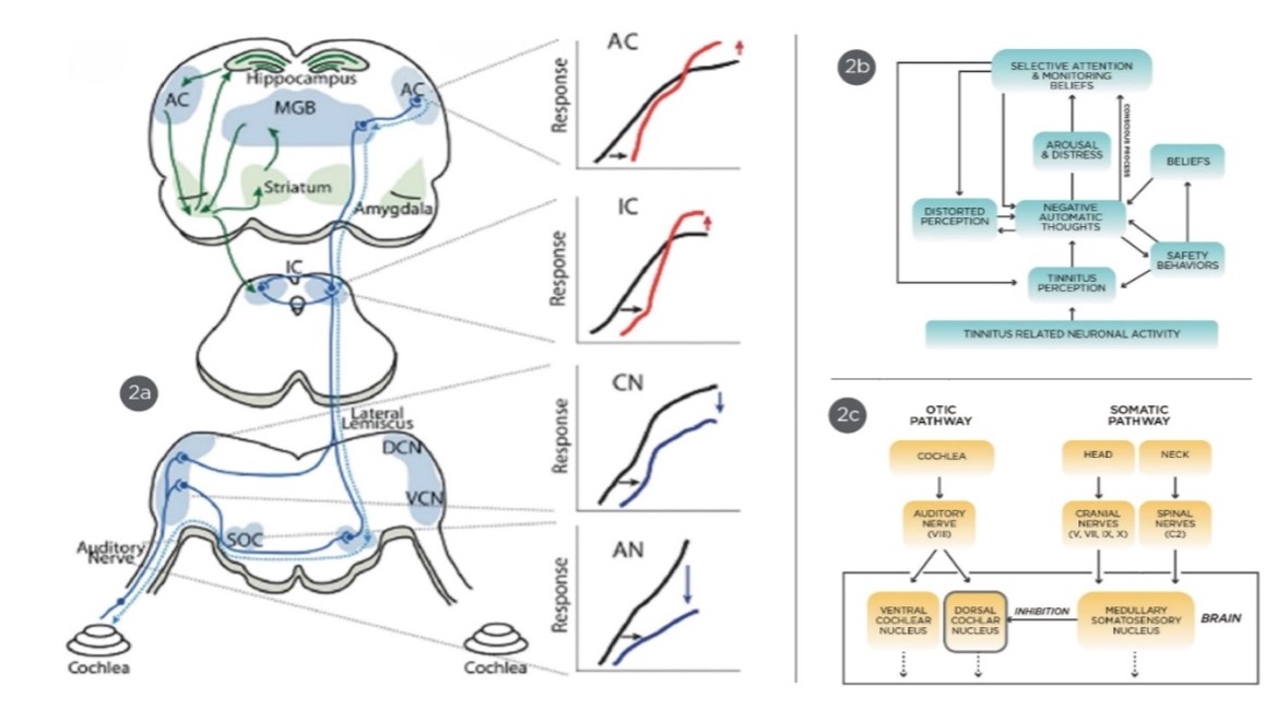 Beyond Amplification: A Comprehensive, Evidence-Based Approach to ...